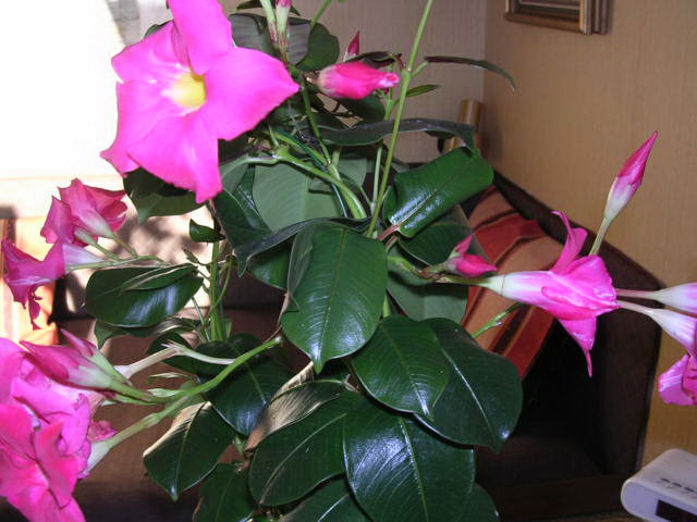 Blomma i present | Odla.nu