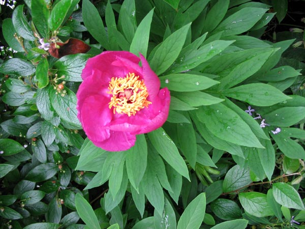 Vilken sort | Odla.nu