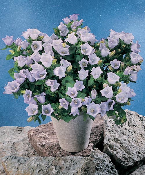 Campanula incurva | Odla.nu