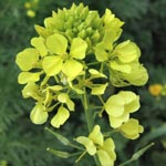 Gröngödsling – Så lyckas du, se våra bästa tips! | Odla.nu