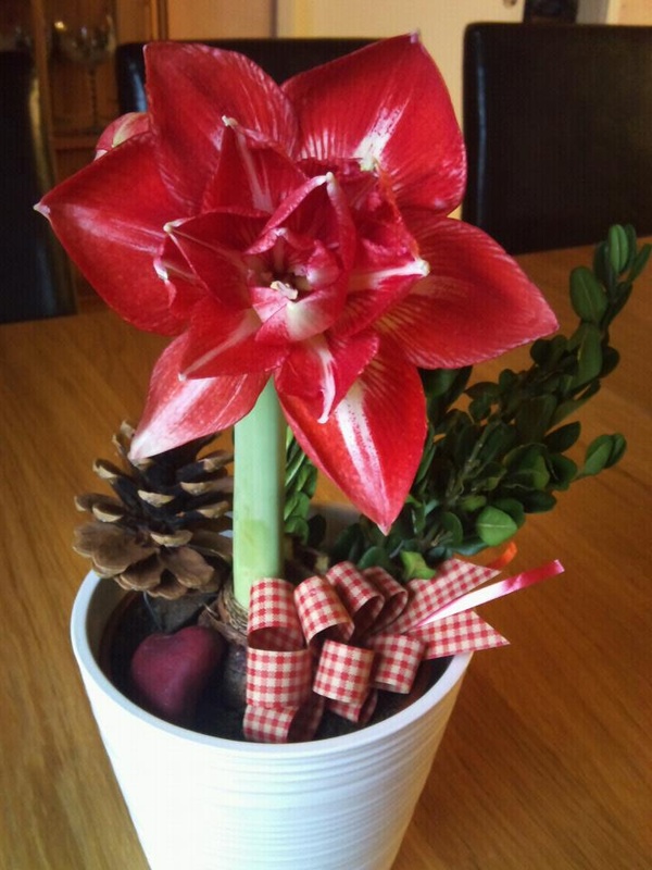 Amaryllis - dubbelblommor | Odla.nu