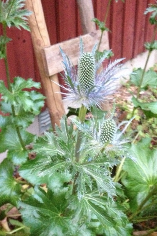 Vilken blomma? | Odla.nu