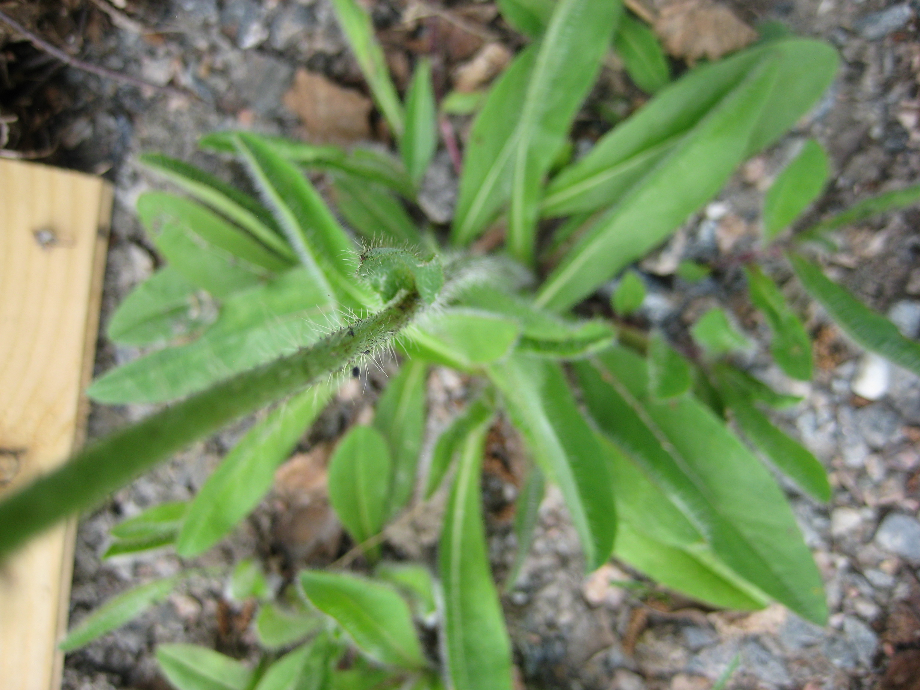 Okänd blomma | Odla.nu