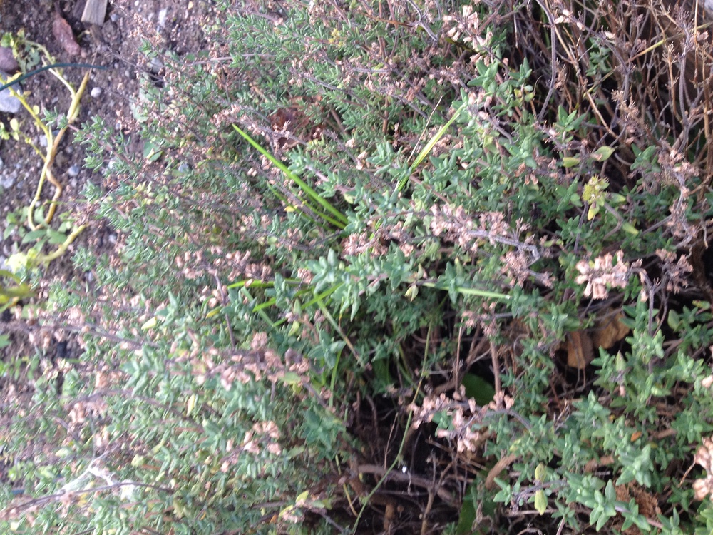 Timjan eller mejram? | Odla.nu