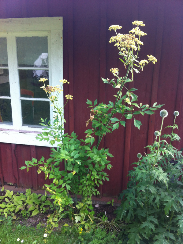 Konstig växt | Odla.nu