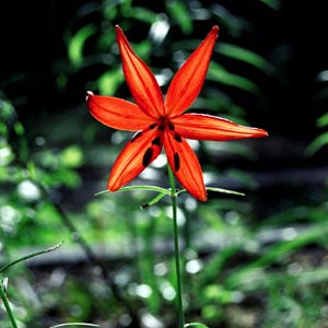 Upptäck Peter Korns unika botaniska trädgård här! | Odla.nu