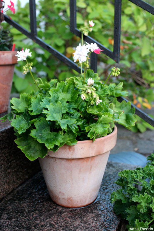 Upptäck pelargoner – tips, skötsel & sorter här! | Odla.nu